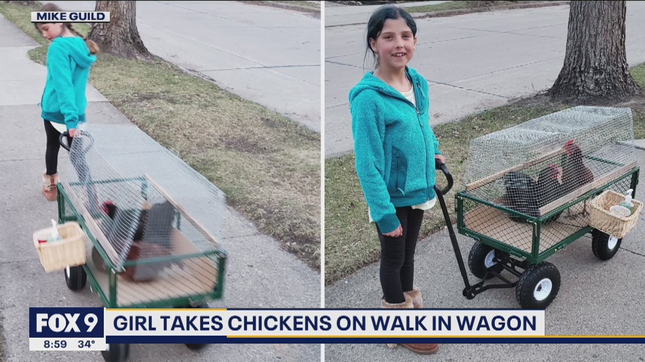 Positive Moments: Wagon walk with chickens | FOX 9 Minneapolis-St. Paul