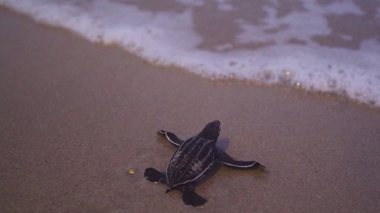 Tropical Storm Debby washes baby sea turtles onto beach | FOX 51 ...