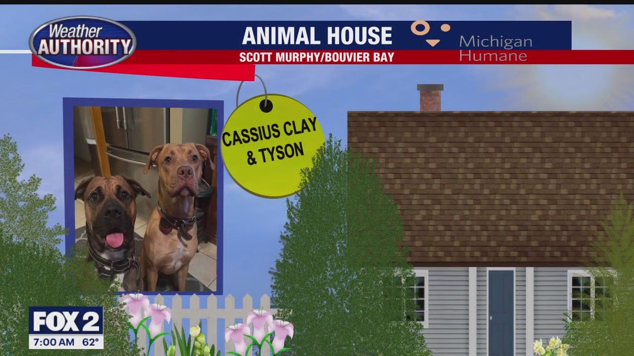 Welcome Cassius Clay and Tyson | FOX 2 Detroit