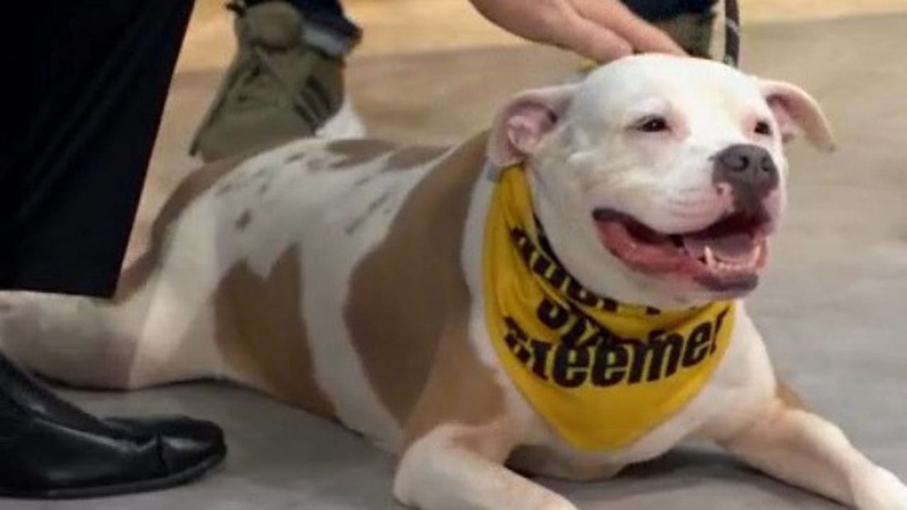 Adopt-A-Pet: Meet Chase | FOX 51 Gainesville