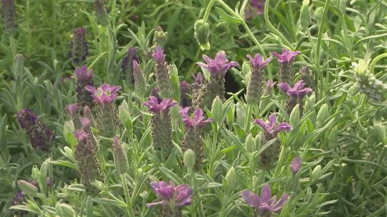 The bountiful benefits of lavender | FOX 5 Atlanta