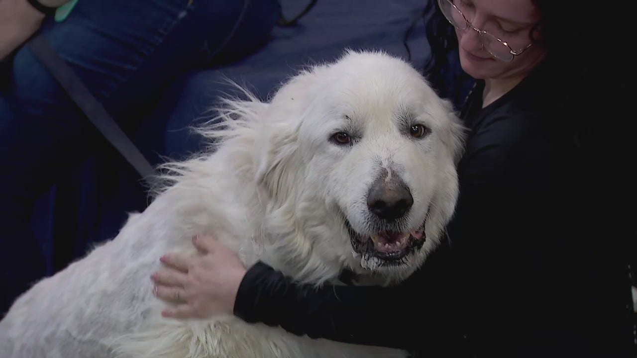 Meet the animals rescued from northern MN home | FOX 9 Minneapolis-St. Paul