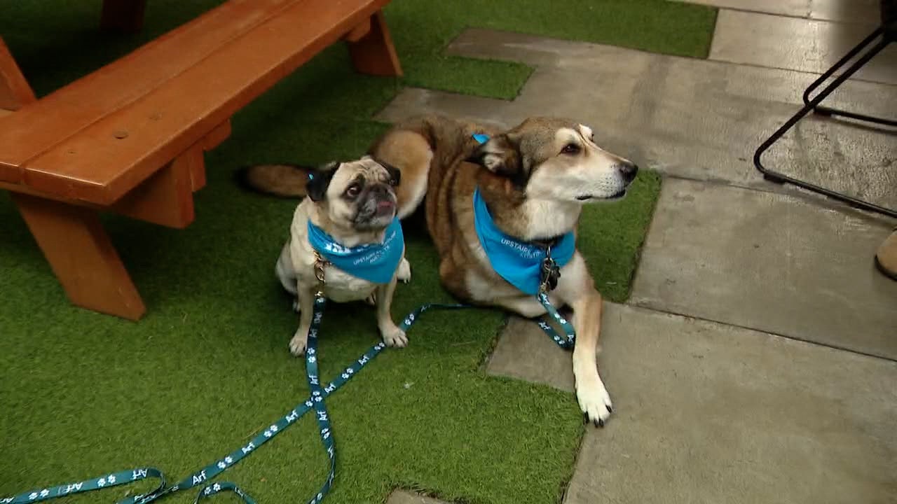 Yappy Hour at Upstairs at Caroline | FOX 7 Austin