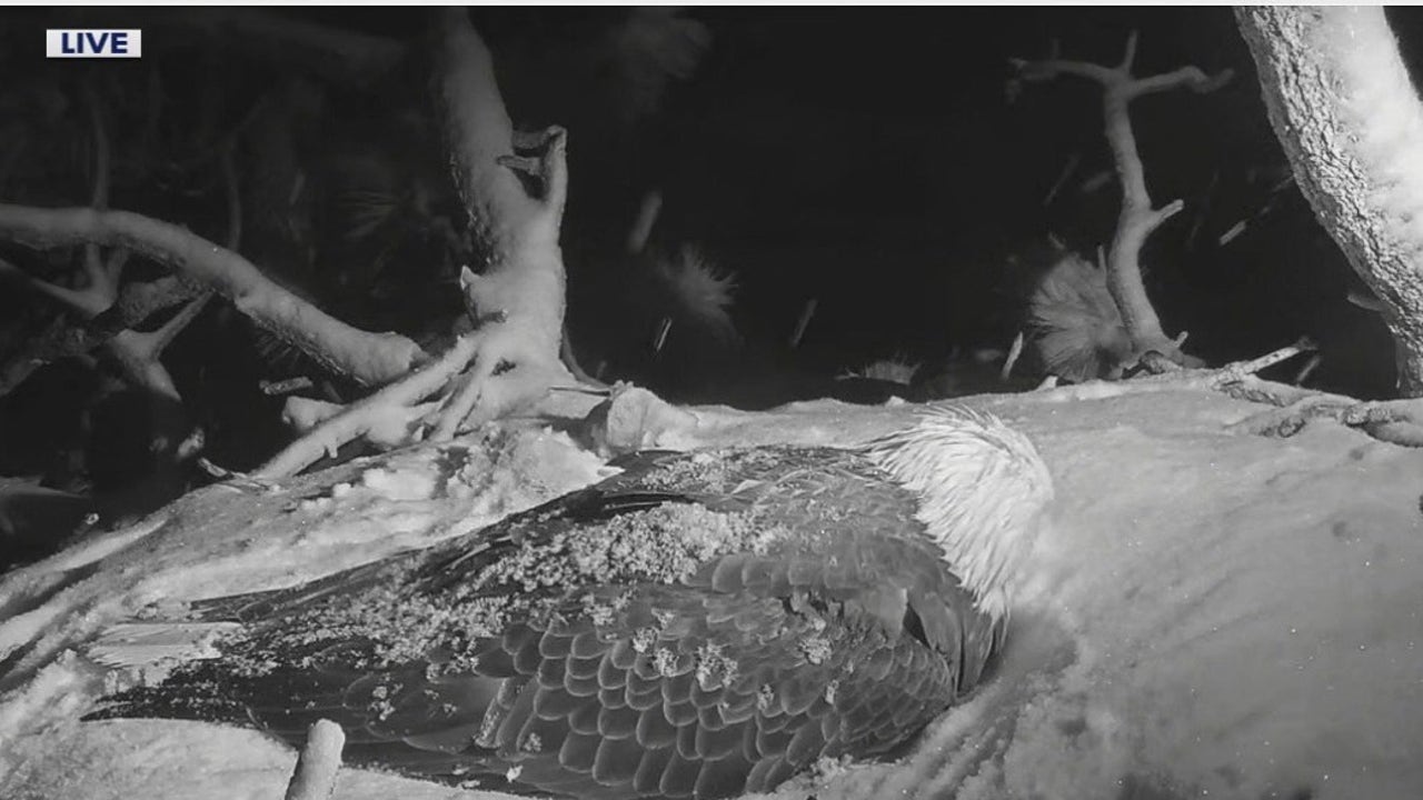 Jackie and Shadow's 3rd egg starts to hatch | FOX 11 Los Angeles