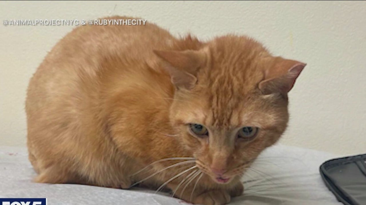 Cat survives three-story fall in NYC | FOX 5 New York