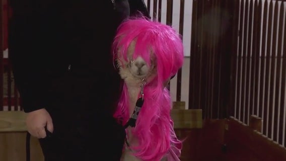 Shayne Wells | FOX 9 Minneapolis-St. Paul