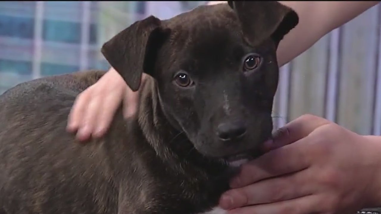 Meet Kenna: Our Pet of the Day | FOX 5 Atlanta