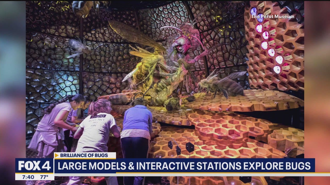 New interactive bug exhibit at Perot Museum | FOX 4 Dallas-Fort Worth