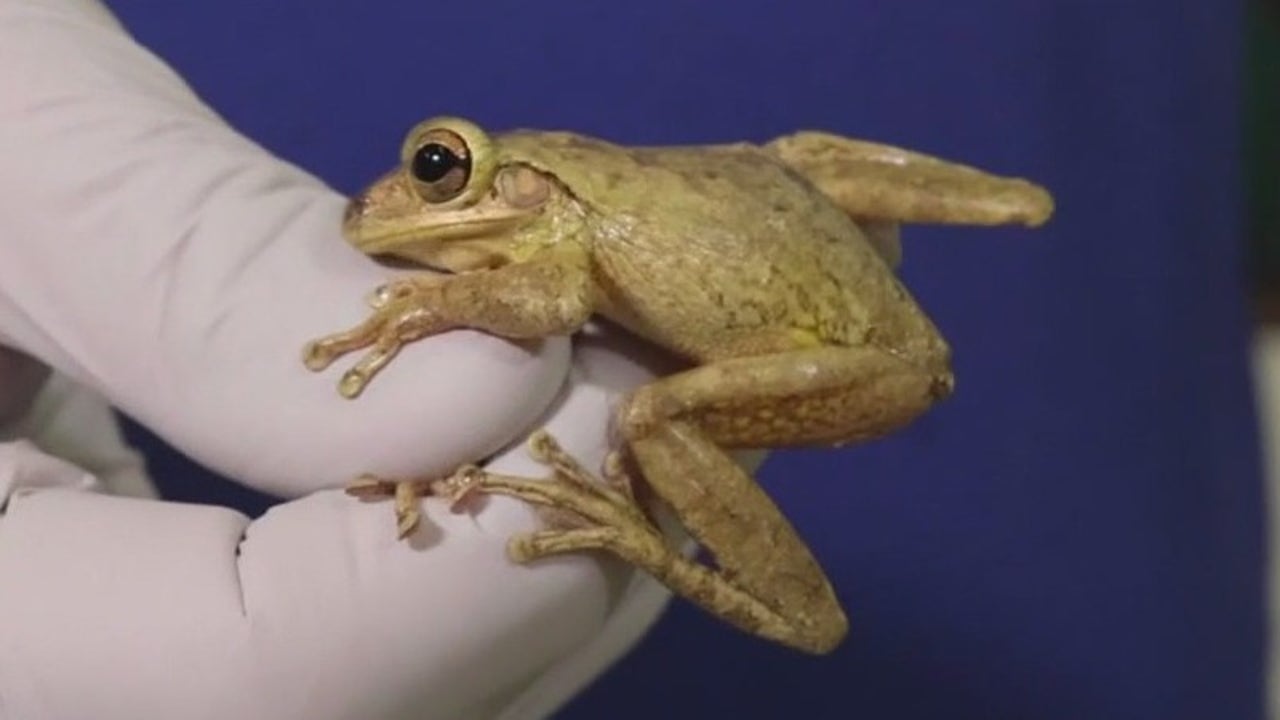Florida’s invasive species: Cuban tree frogs | FOX 13 Tampa Bay