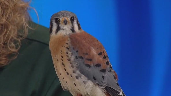 FOX 9 Morning News | FOX 9 Minneapolis-St. Paul