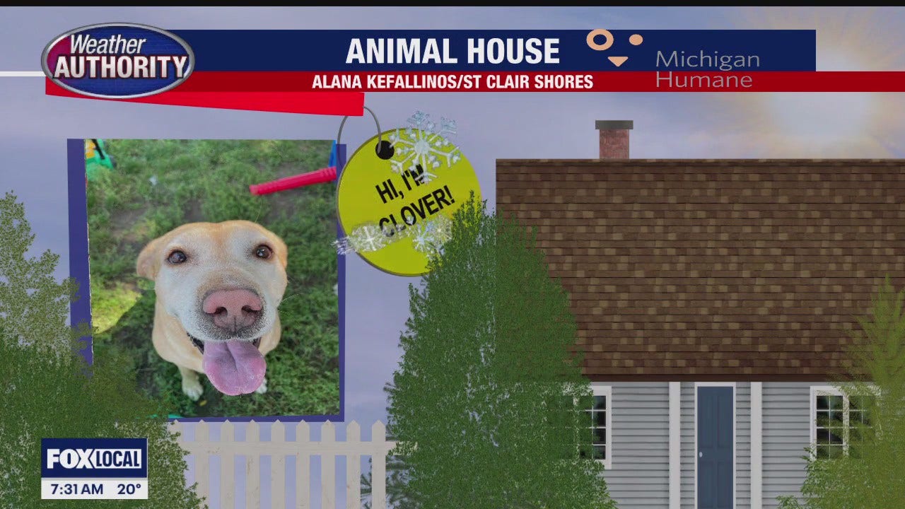 Welcome Clover, Seamus, Callie | FOX 2 Detroit