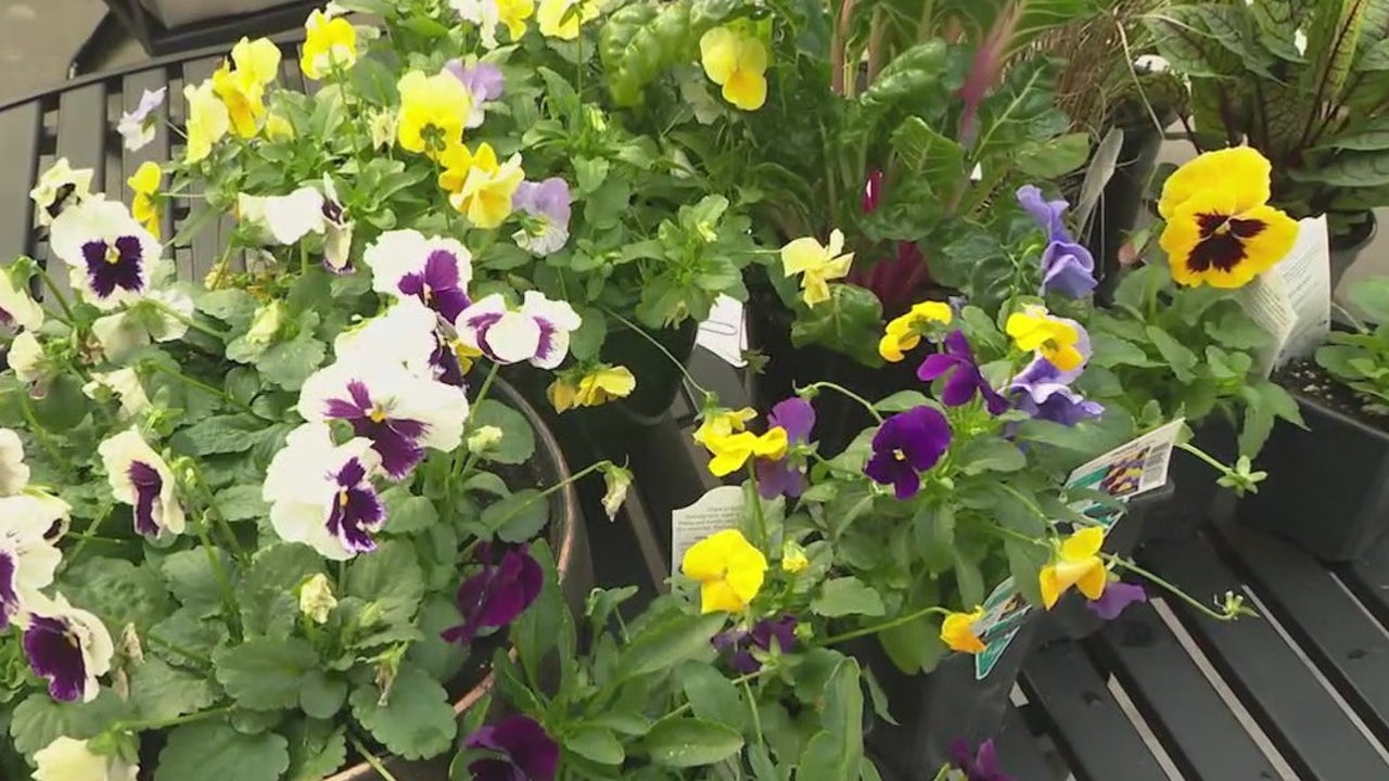 The colorful history of pansies | FOX 5 Atlanta