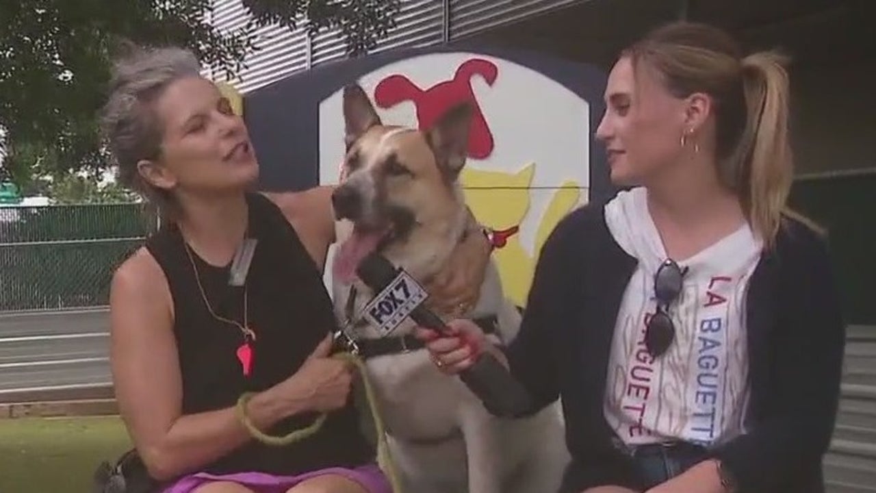 Pet of the Weekend: Stax | FOX 7 Austin