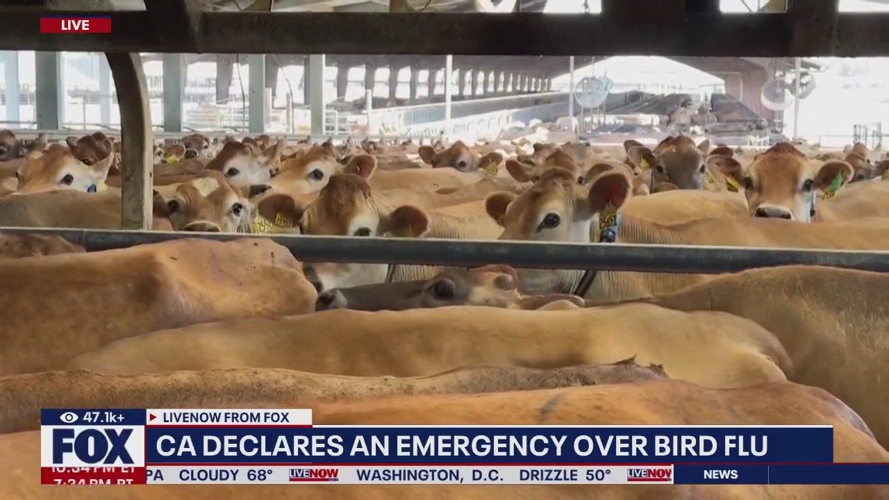 Bird flu: California declares emergency, warnings issued in Texas ...