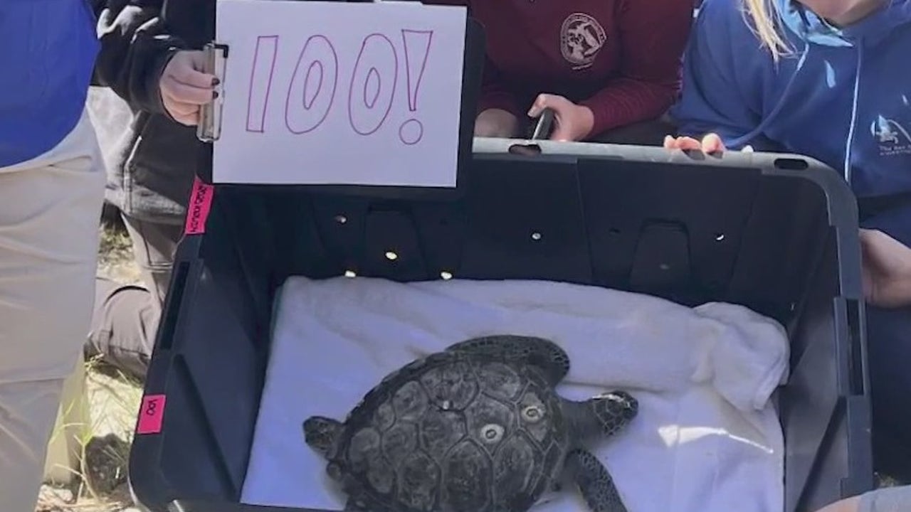 Sea turtles recovering after Florida cold spell | FOX 35 Orlando