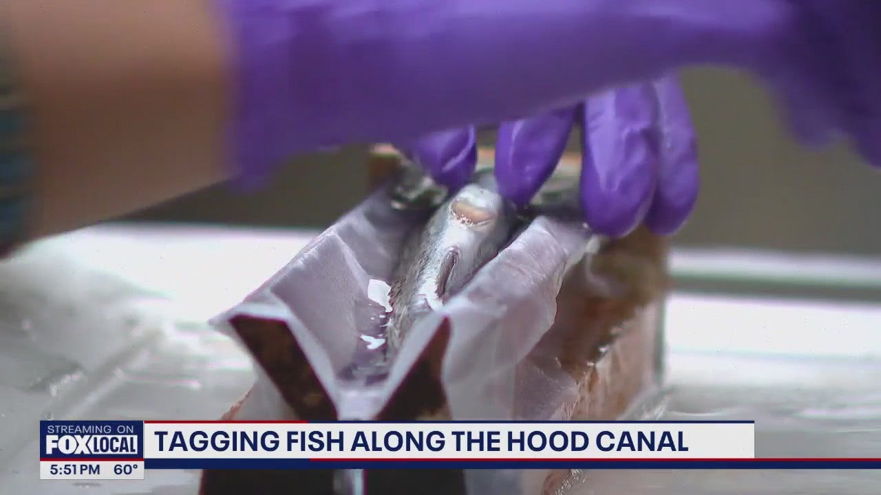 Tagging fish along the Hood Canal | FOX 13 Seattle