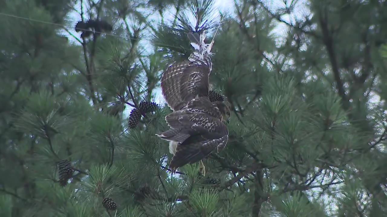 Tree trimmer's dramatic rescue of bird of prey | FOX 5 Atlanta