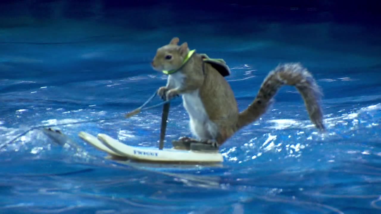 Twiggy the Waterskiing Squirrel returns to MOA | FOX 9 Minneapolis-St. Paul