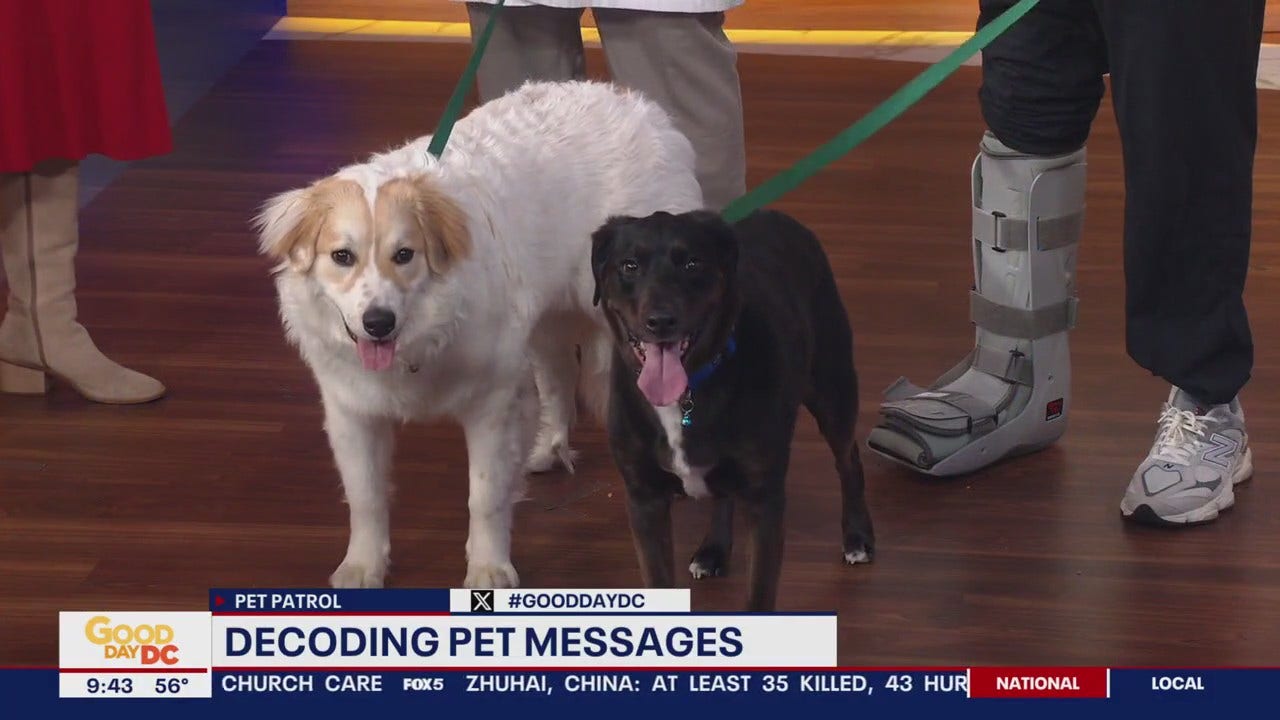 Decoding pets messages | FOX 5 DC