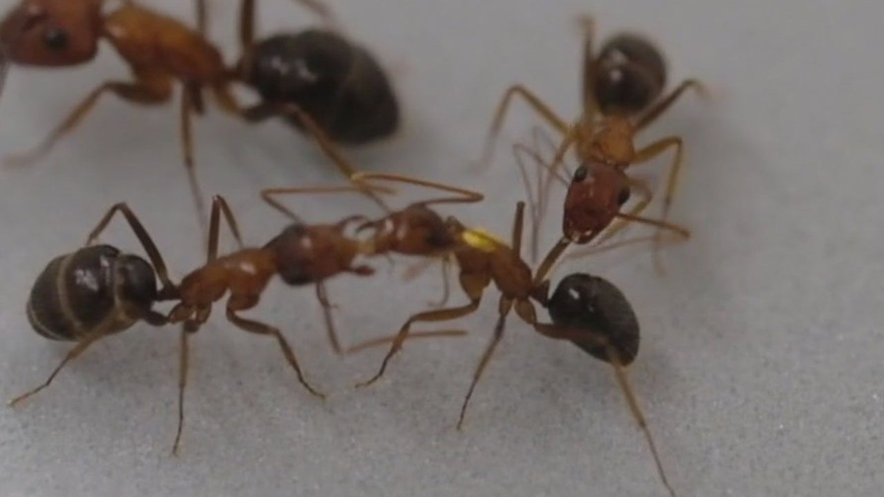Carpenter ants 'perform surgery' on nestmates | FOX 13 Tampa Bay