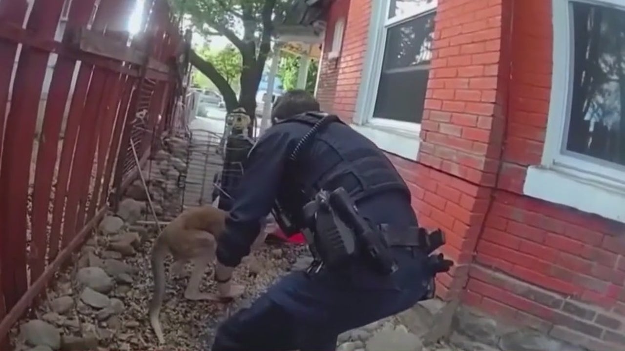 Police catch runaway kangaroo in Colorado | FOX 5 Atlanta