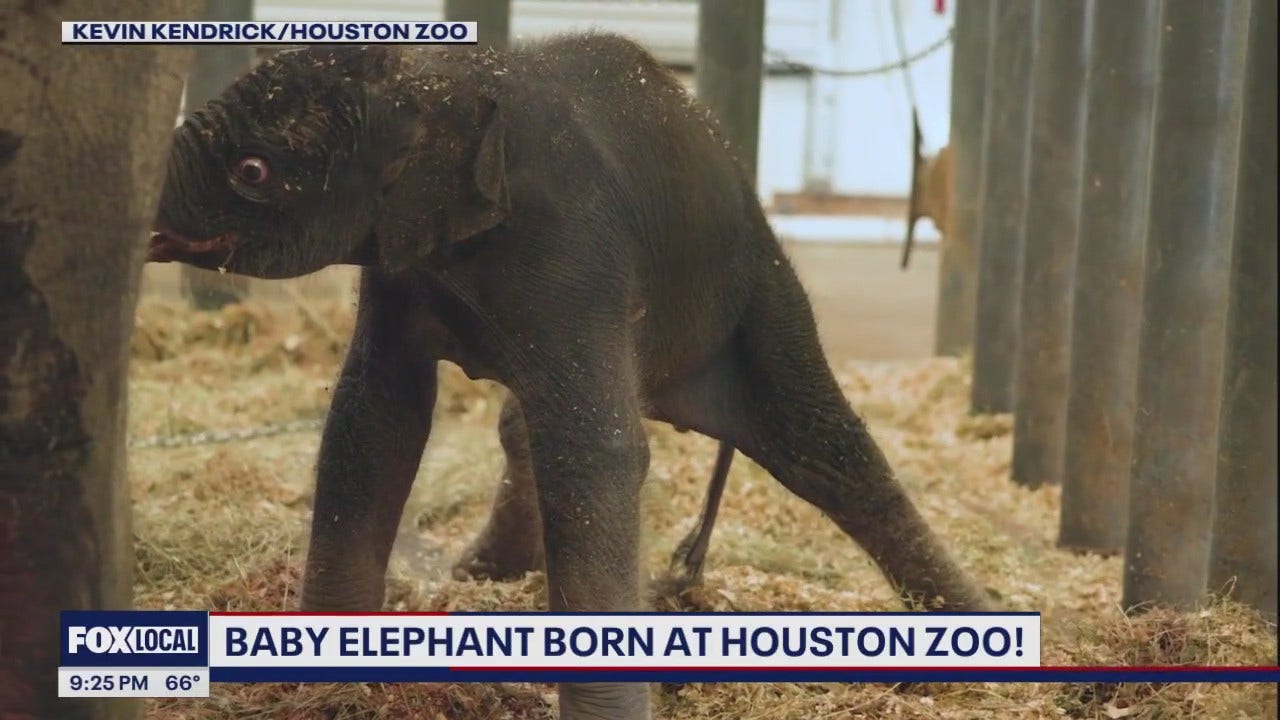 New baby elephant born at the Houston Zoo | FOX 26 Houston