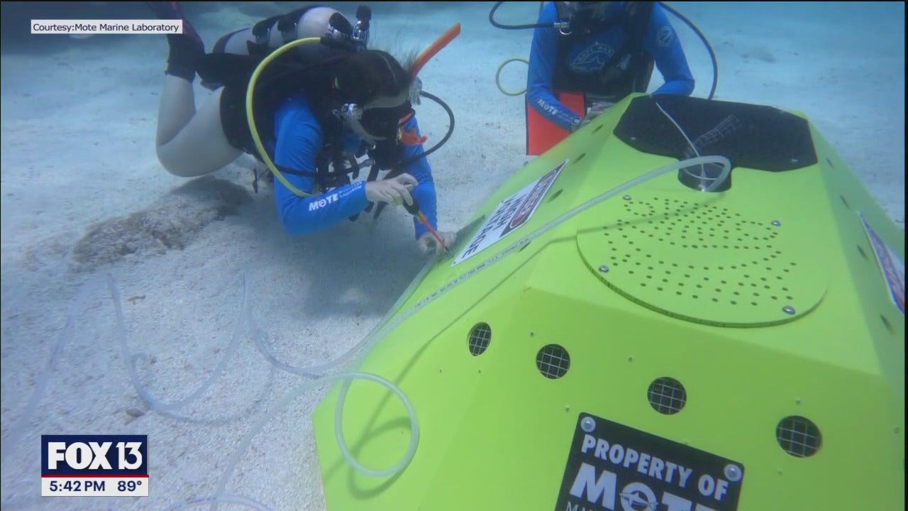 Sensor deployed to Florida Keys to monitor ocean acidification | FOX 13 ...