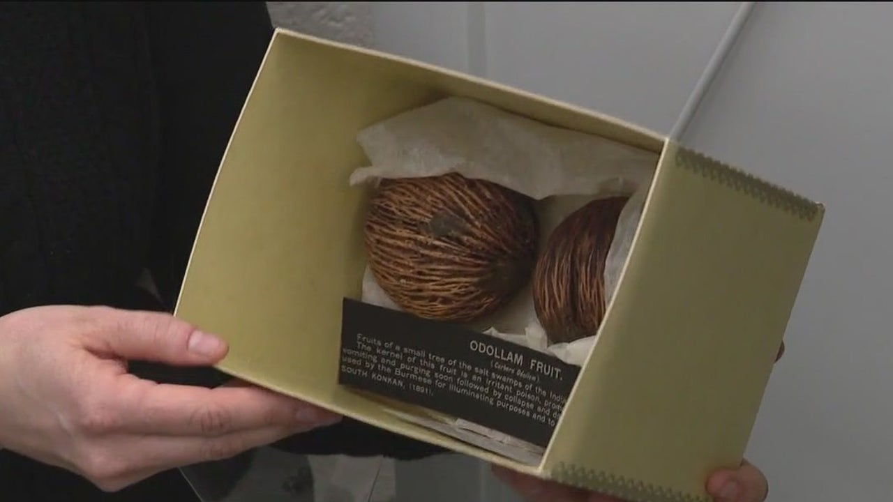 Pong Pong tree: From 'The White Lotus' finale to deadly exhibit in ...