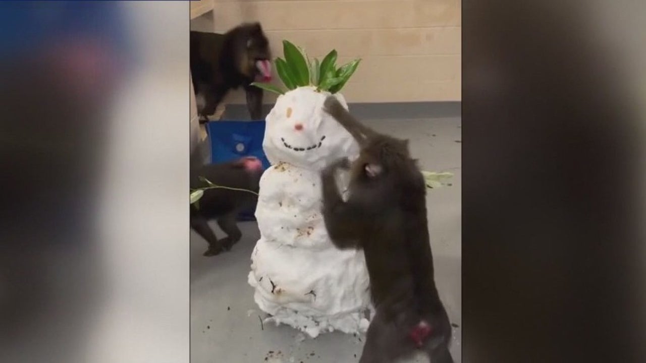 Monkeys at TN zoo see snowman for the 1st time | FOX 10 Phoenix