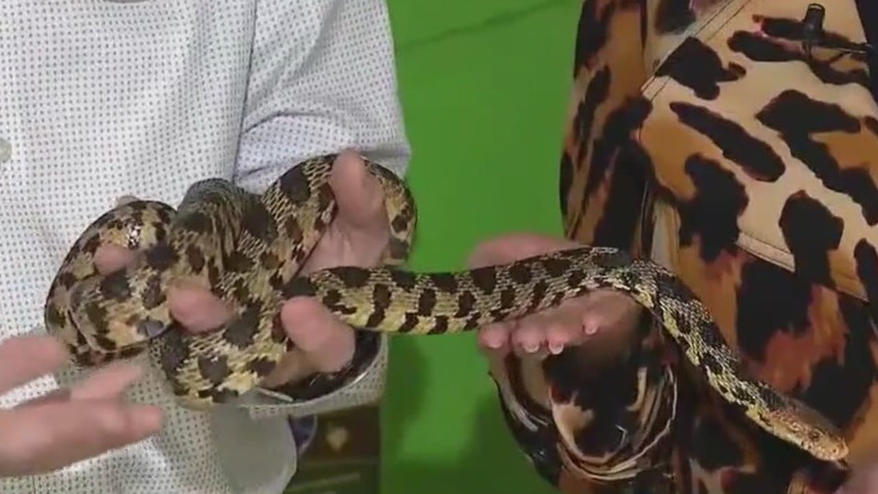 Snakes slither into the spotlight at Brookfield Zoo Chicago | FOX 32 ...