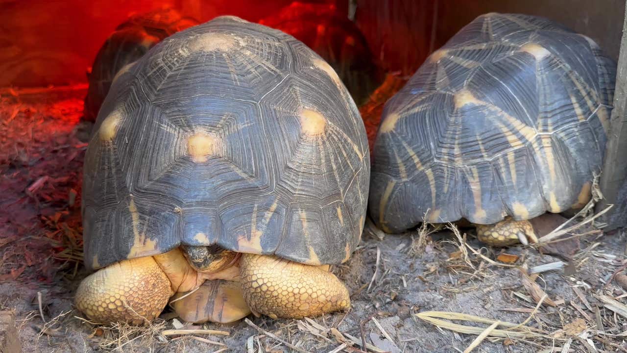 Tortoises keeping warm under radiated heaters at ZooTampa. | FOX 13 ...