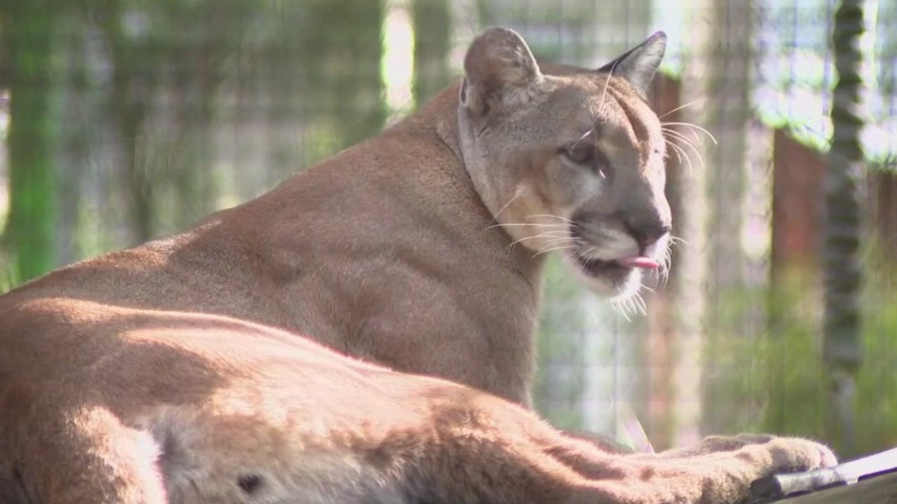 Trail cameras track movements of Florida panthers | FOX 13 Tampa Bay