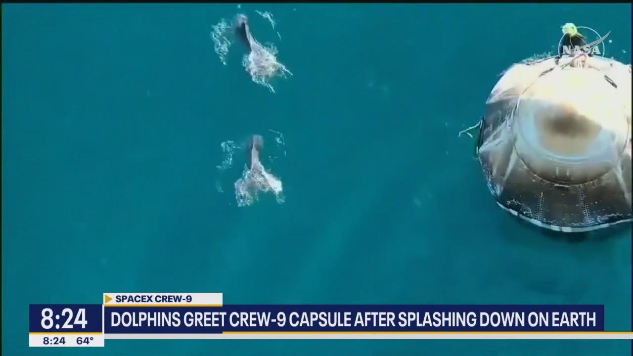 Dolphins greet Crew-9 capsule after landing on Earth | FOX 4 Dallas ...