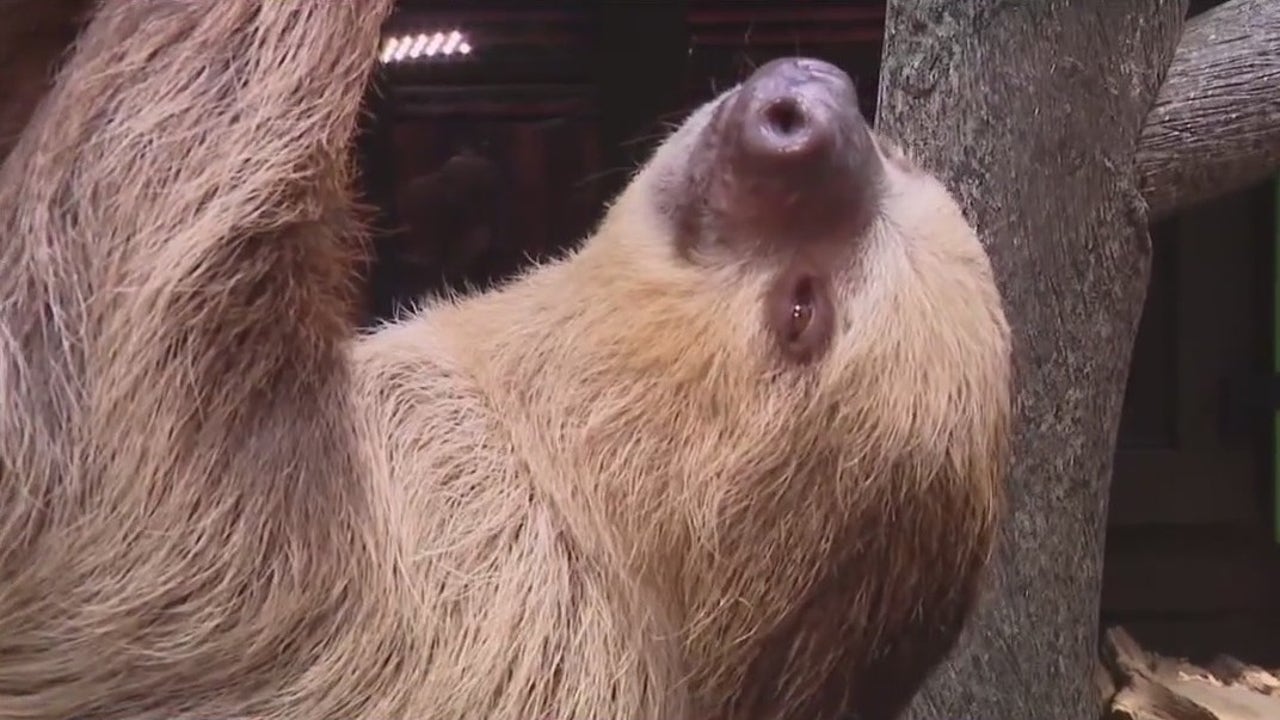 'Sloth Encounter' at the Florida Aquarium | FOX 13 Tampa Bay