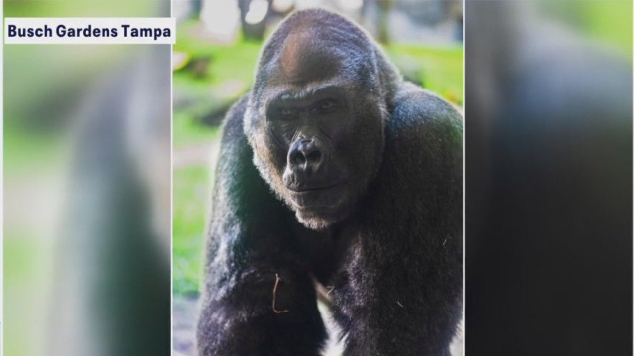 Second gorilla dies at Busch Gardens | FOX 13 Tampa Bay Second gorilla dies at Busch Gardens | FOX 13 Tampa Bay