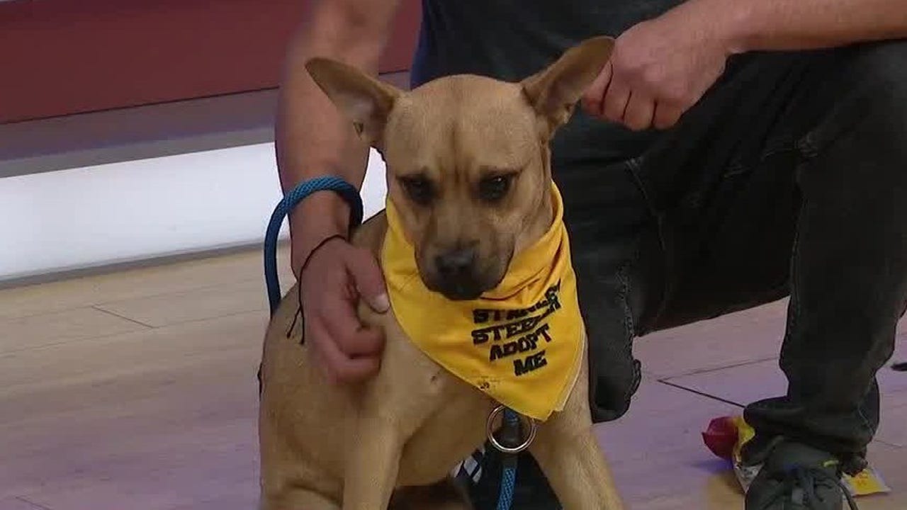 Adopt-A-Pet: Meet Coyote | FOX 35 Orlando