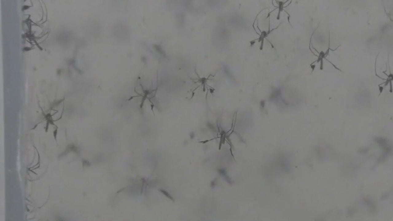 Human case of West Nile Virus in Hays County | FOX 7 Austin