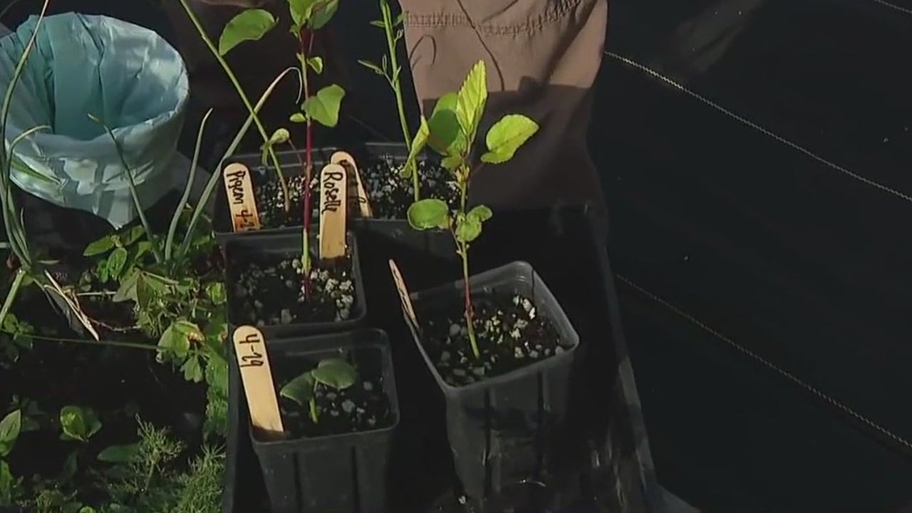‘Three sisters planting’ method | FOX 13 Tampa Bay