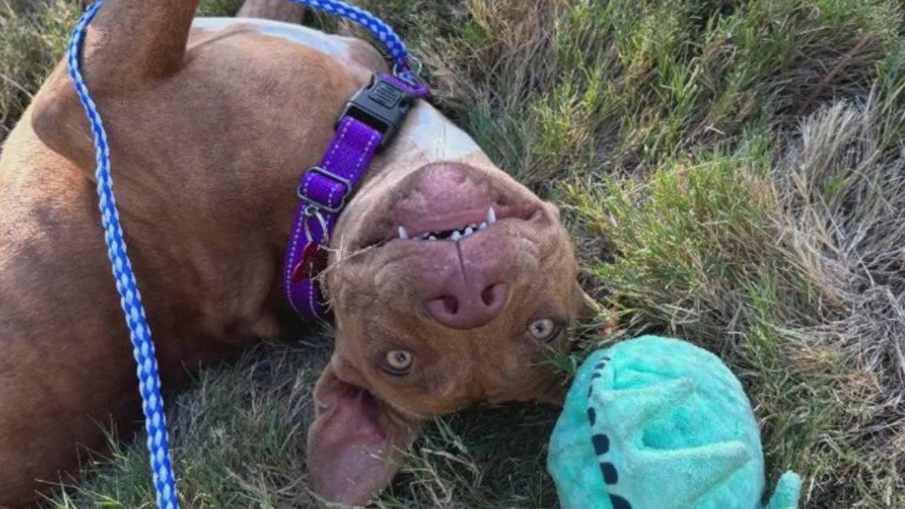 Tamera at Love-A-Bull | FOX 7 Austin