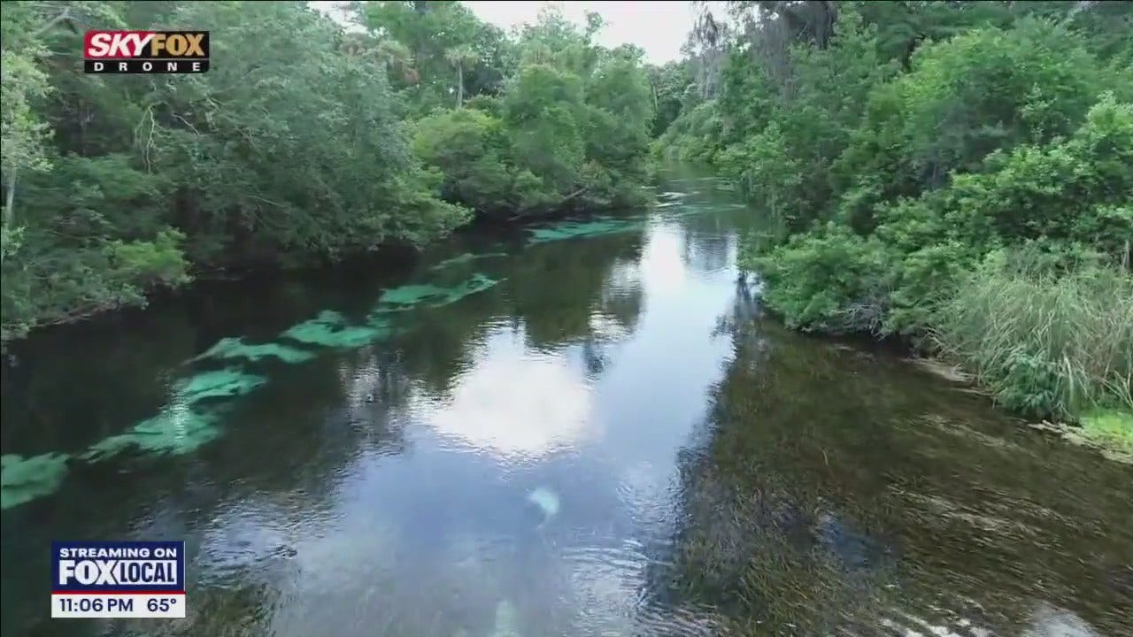 Fighting Spring Protection Zones | FOX 13 Tampa Bay