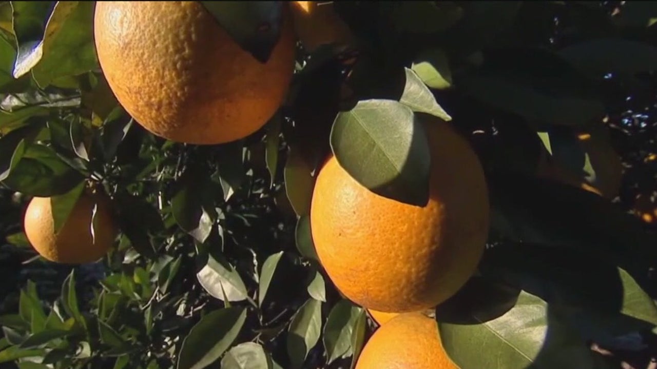 Citrus farmers call for increased state-aid | FOX 13 Tampa Bay