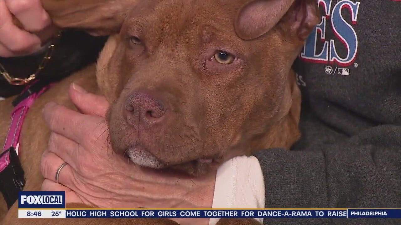 Rescue Me | Meet Pan | FOX 29 Philadelphia