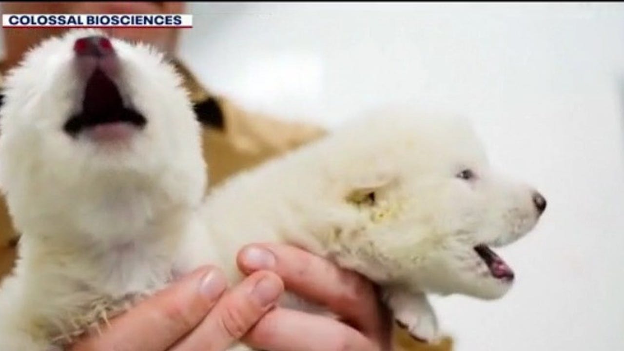 Dire wolf genetically-engineered by scientists | FOX 5 New York