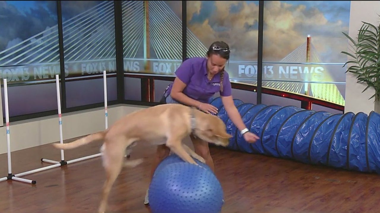 Keeping dogs healthy with exercise | FOX 13 Tampa Bay