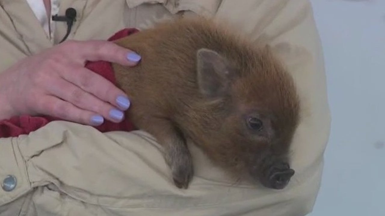 Rodeo Austin: Swifty Swine Pig Races | FOX 7 Austin