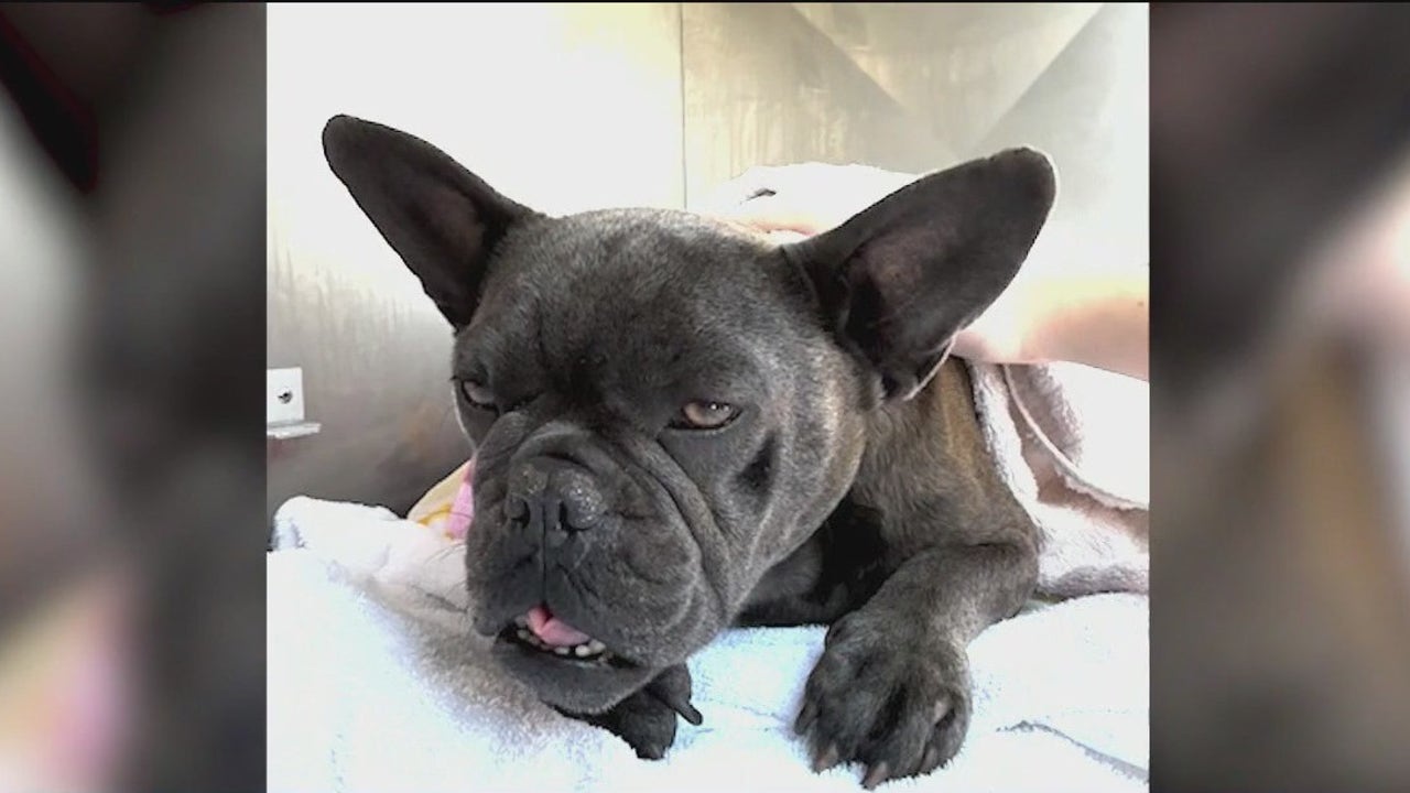 PAWS Chicago helps save 2-year-old dog and her unborn puppies | FOX 32 ...