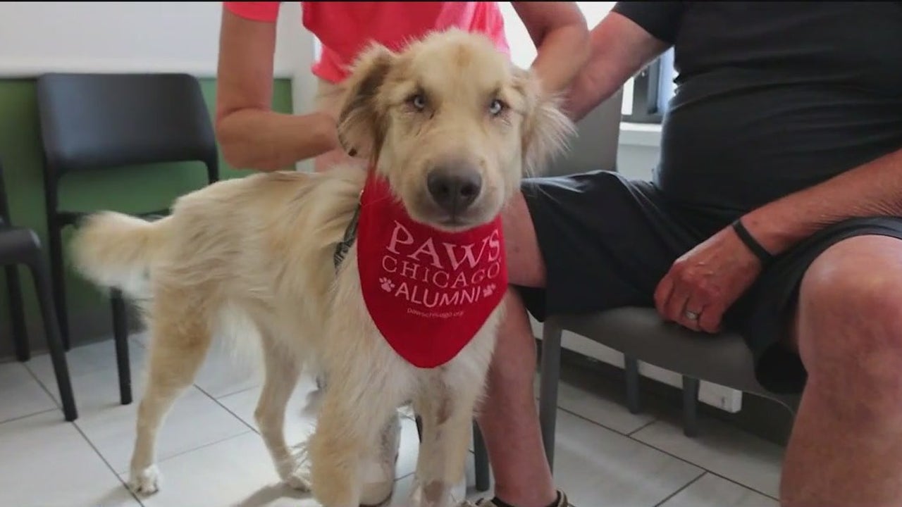 PAWS Chicago: Ryder's life-saving story | FOX 32 Chicago