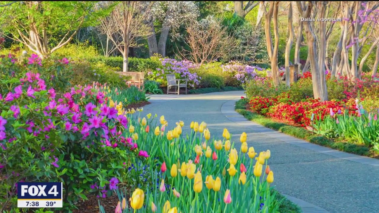 Dallas Blooms at the Arboretum: 500k spring flowers | FOX 4 Dallas-Fort ...