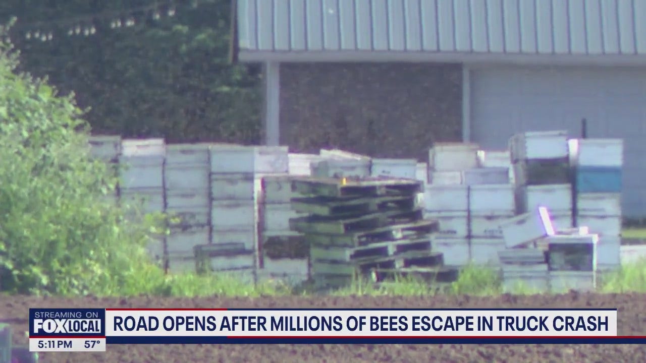Whatcom county road reopens after millions of bees escape in semi crash ...