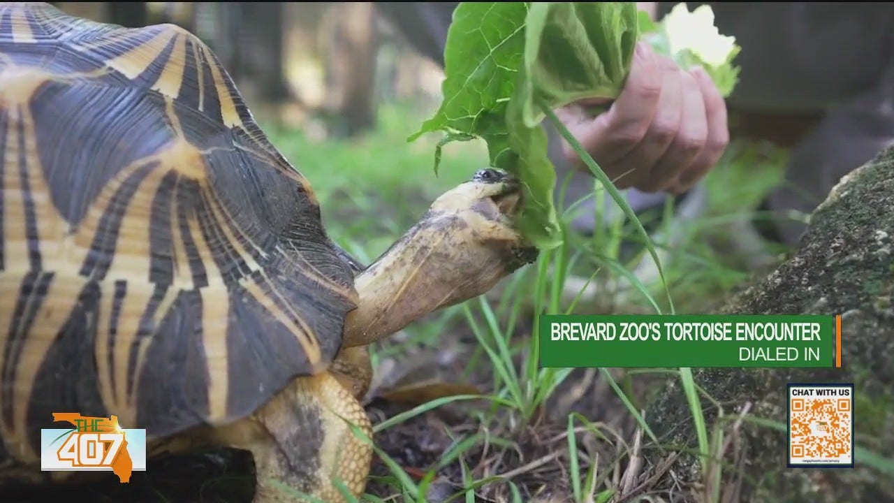 Inside Brevard Zoo's Tortoise Encounter | FOX 35 Orlando